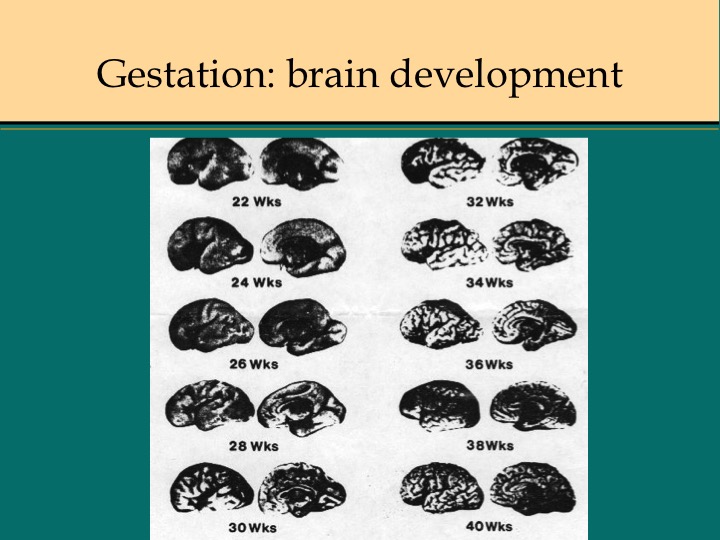 Autopsy Manual: Gestational Age | obstetrical pathology
